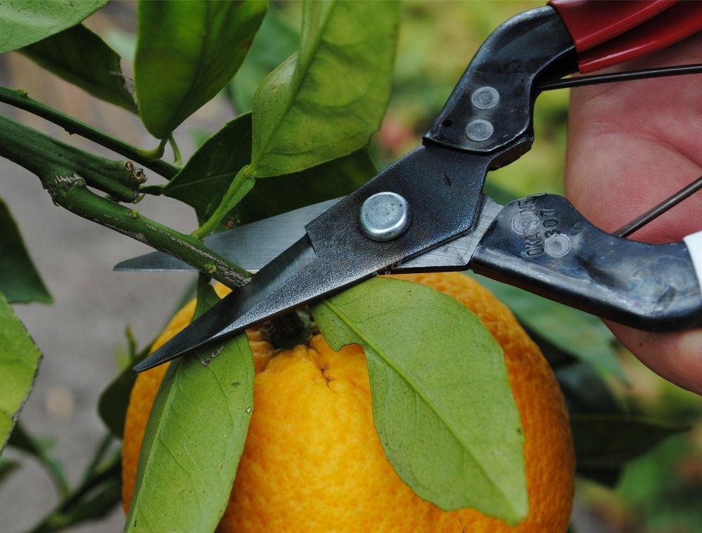 Okatsune 307 stekschaar (blad 35mm) | www.keesvanderspek.nl